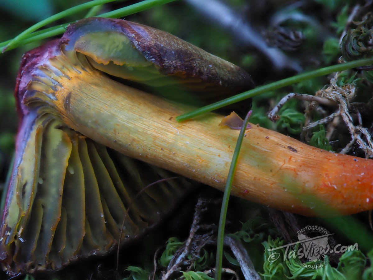 Rainbow ‘shroom – TasView