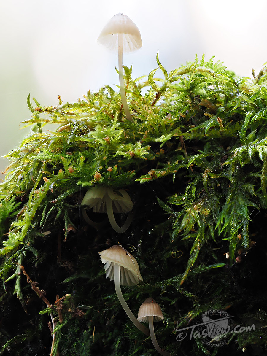 Stacking focus on fungi – TasView