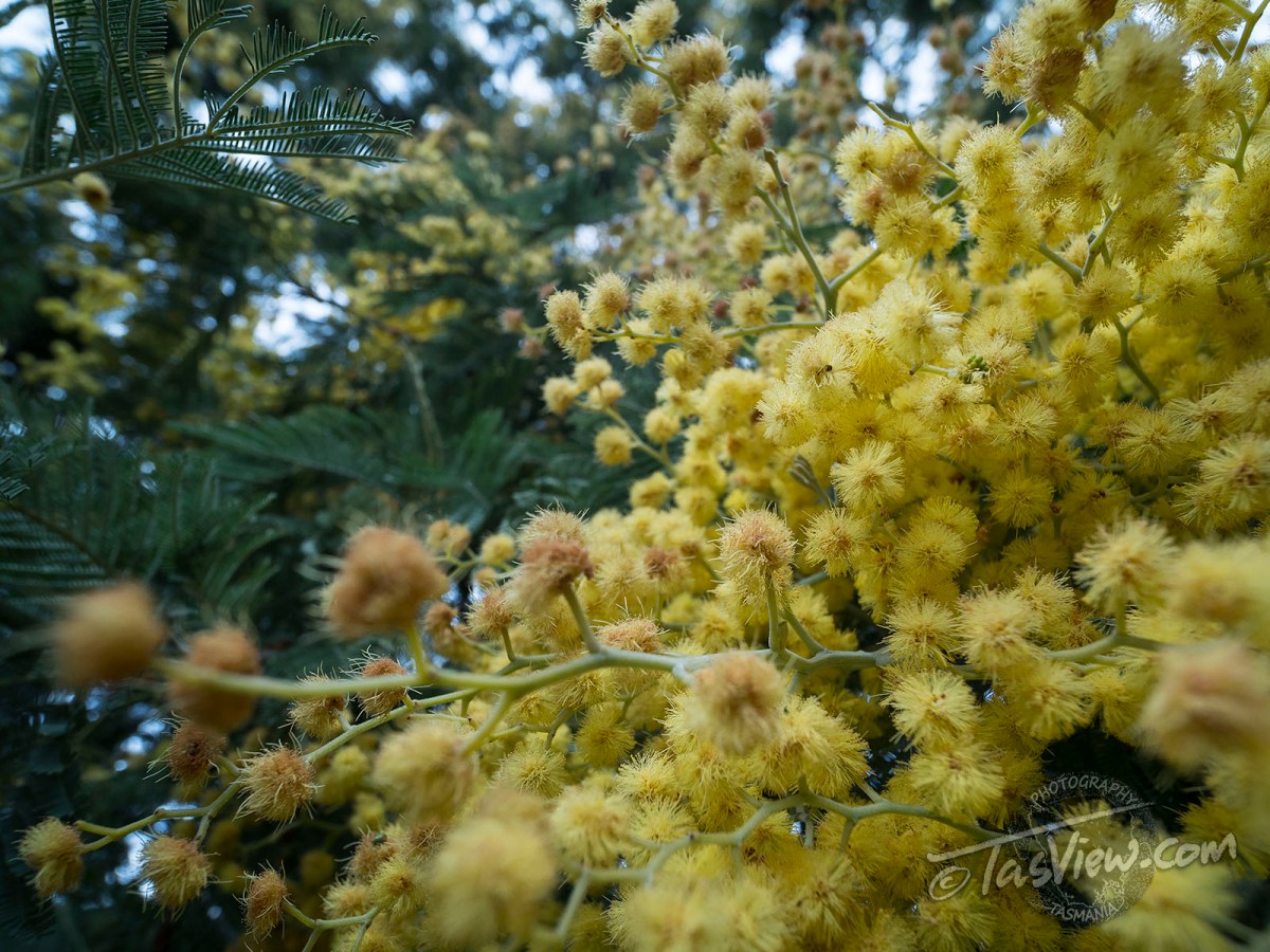 Aussie green and gold! – TasView
