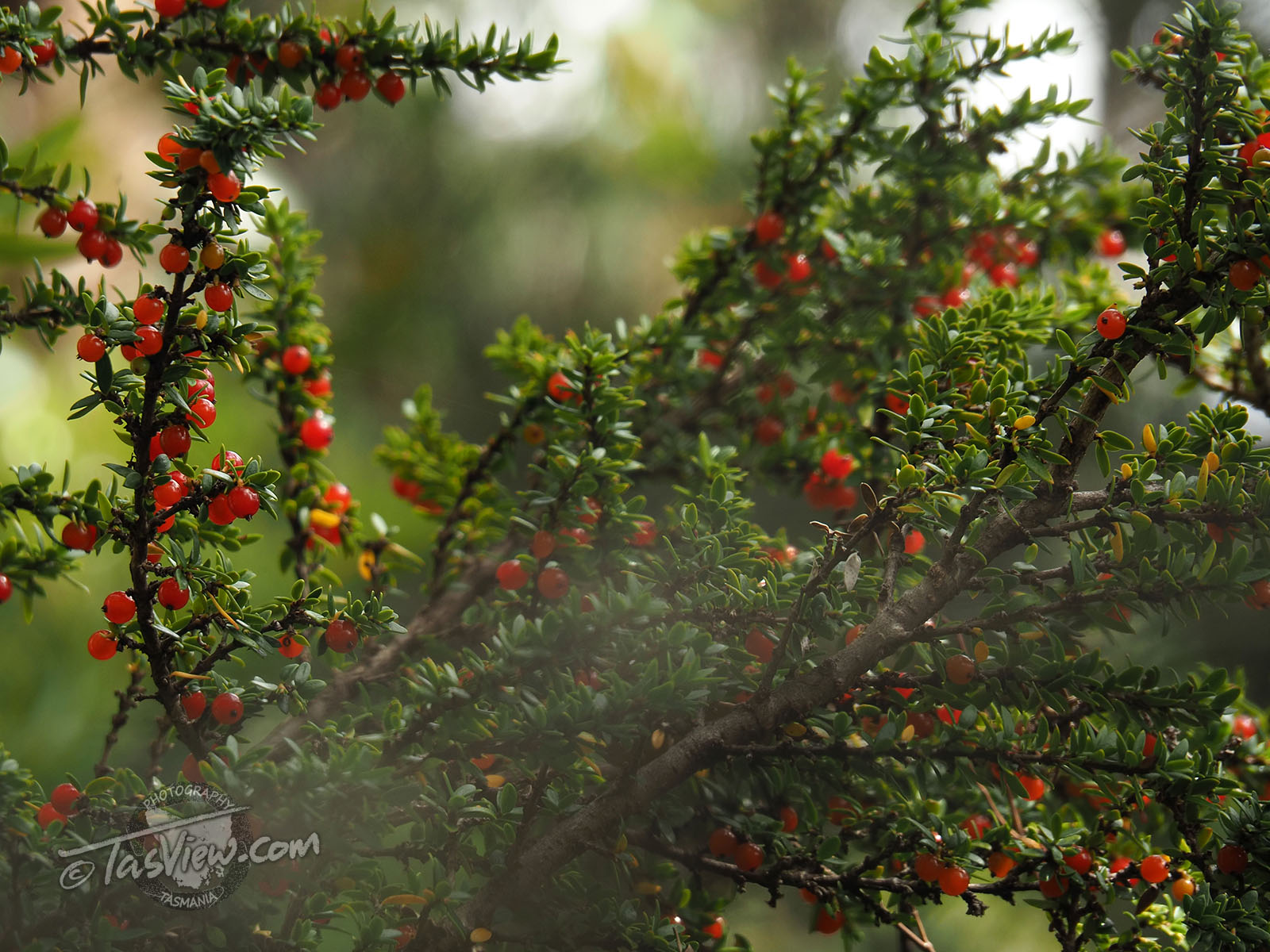 Autumn Alpine Berries and Blooms – TasView