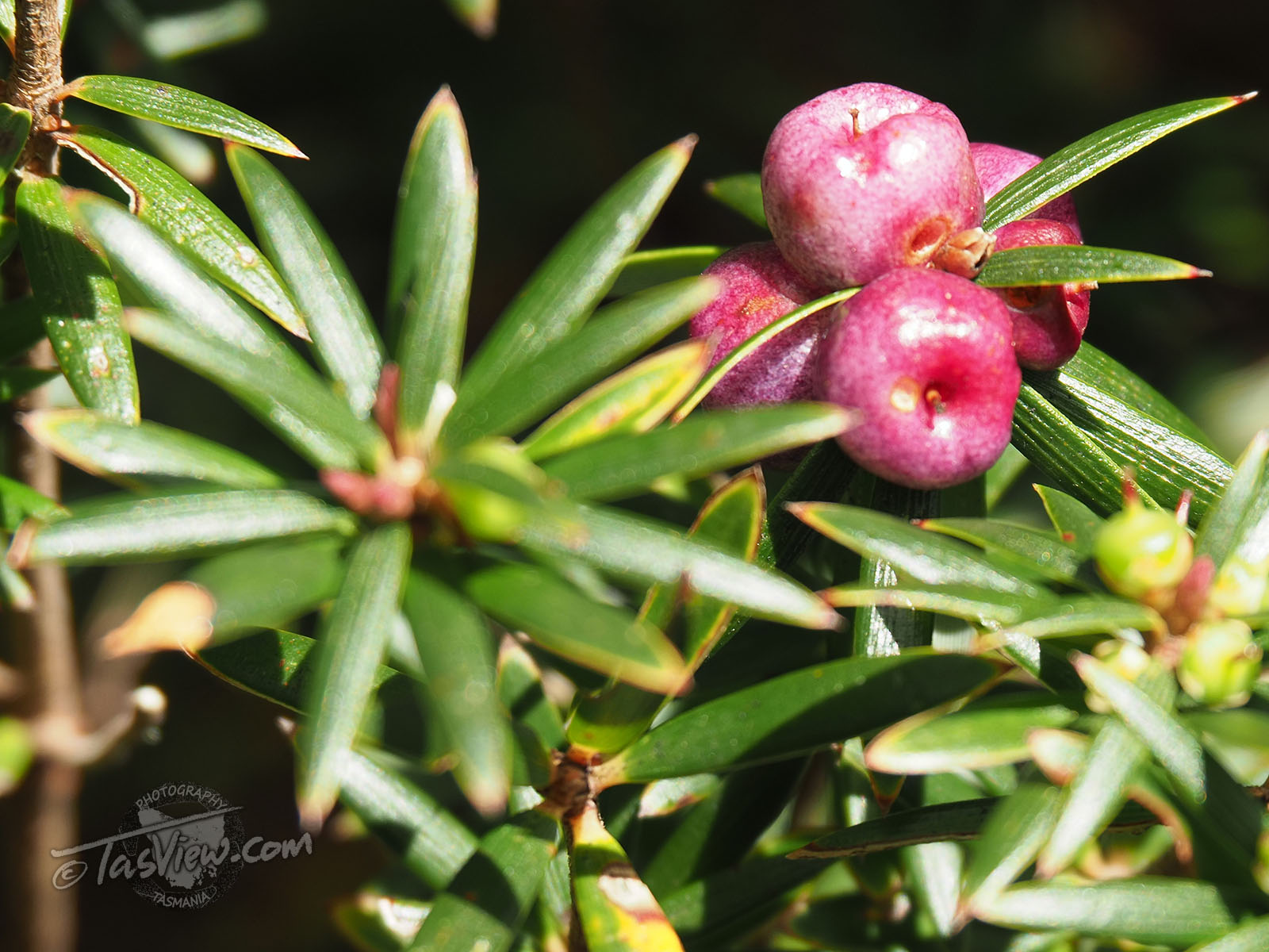Autumn Alpine Berries and Blooms – TasView