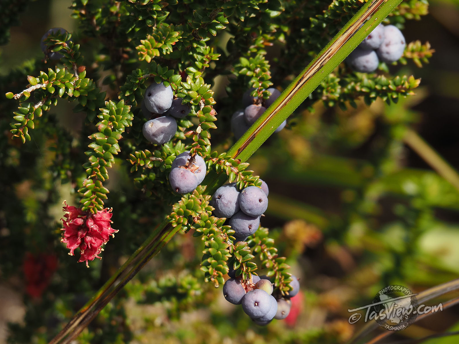 Autumn Alpine Berries and Blooms – TasView