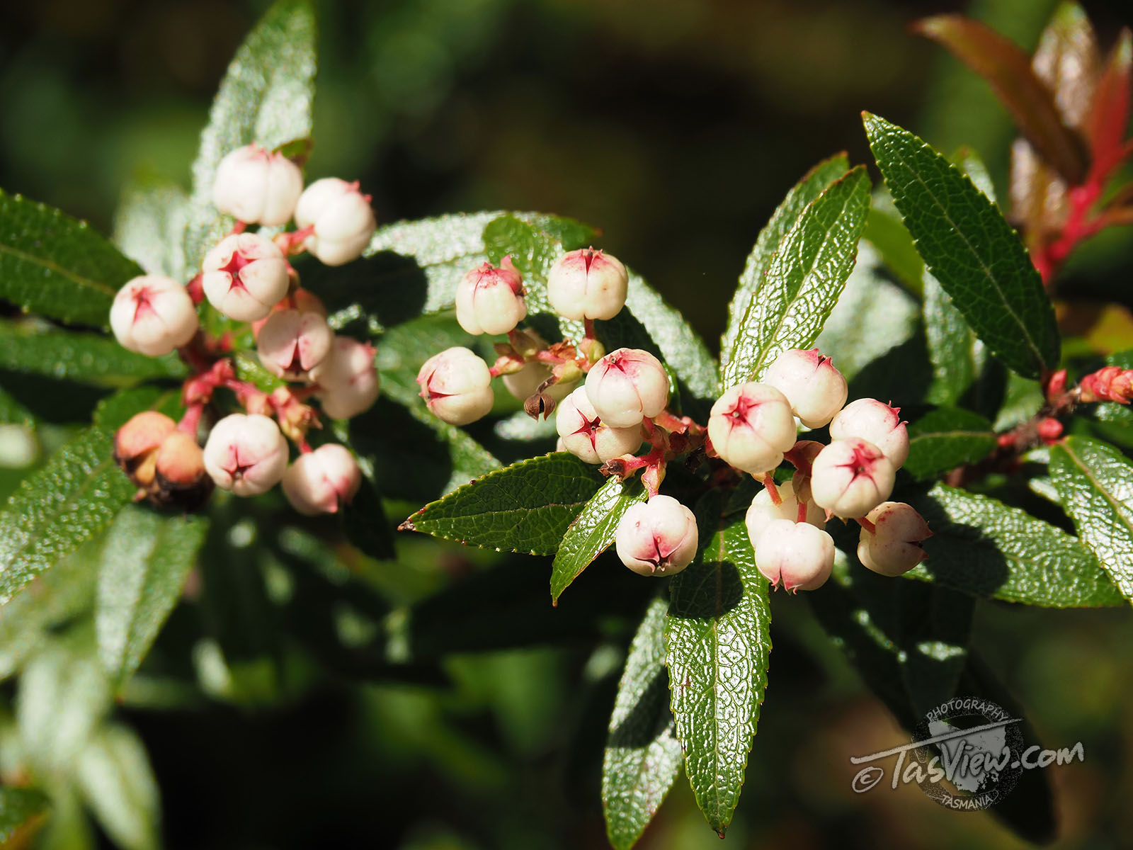Autumn Alpine Berries and Blooms – TasView