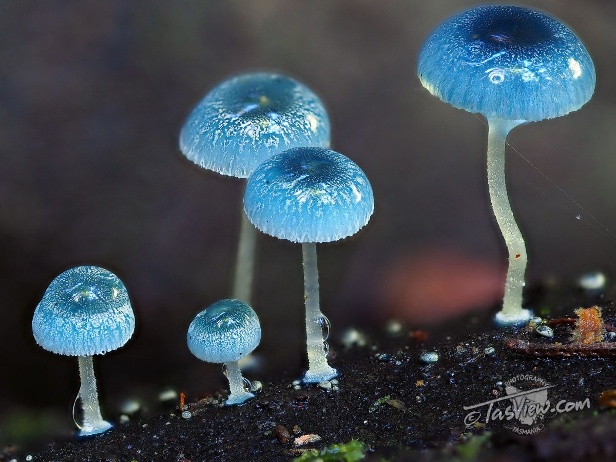 Mycena Madness – TasView