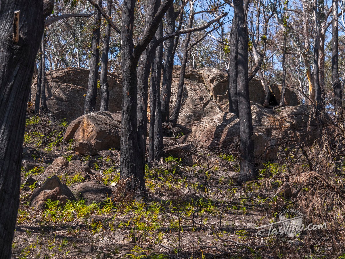 From death, comes life. – TasView