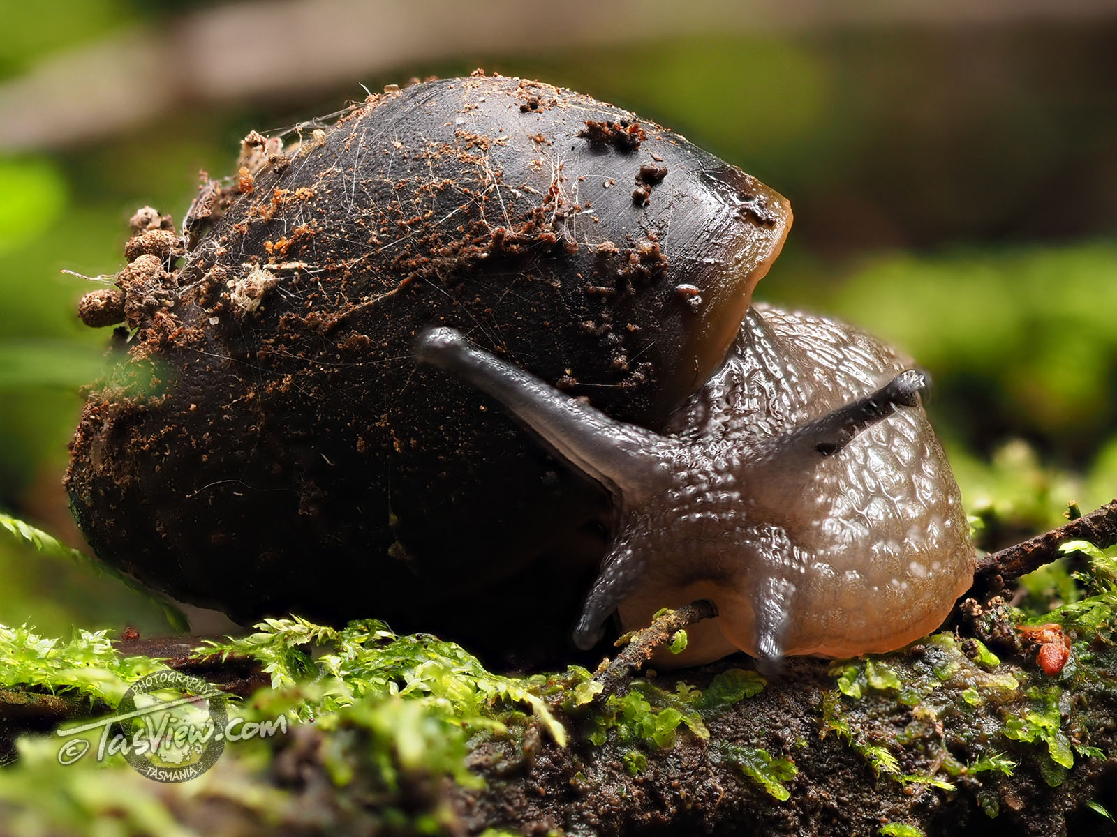 snails pace – TasView