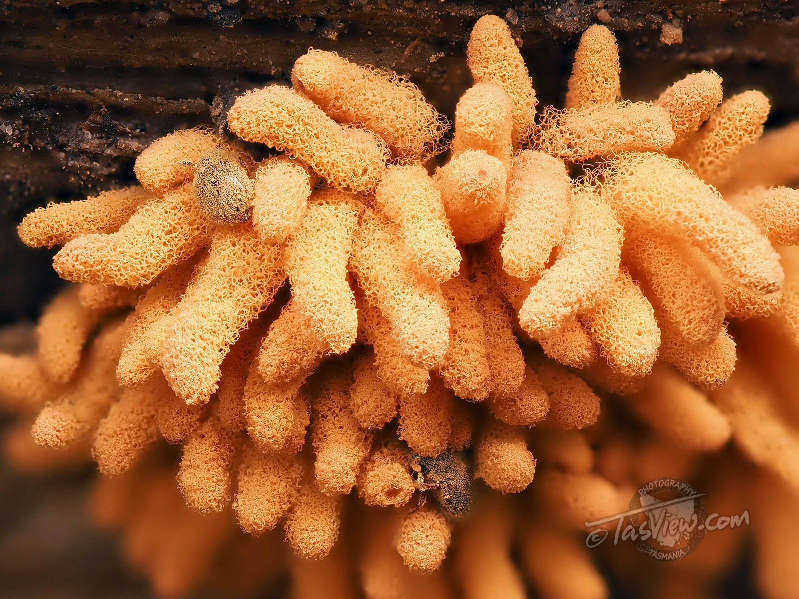 Fruiting bodies – TasView