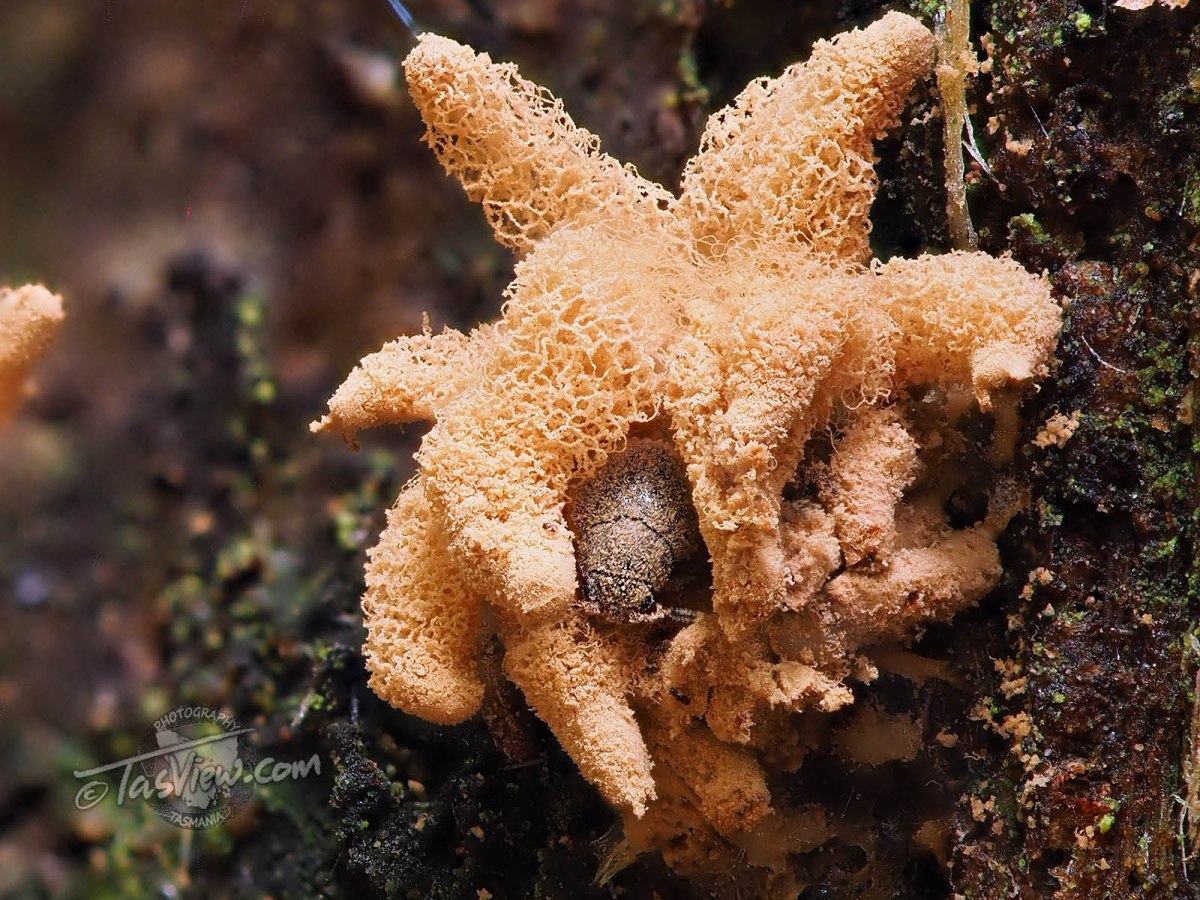 Fruiting bodies – TasView