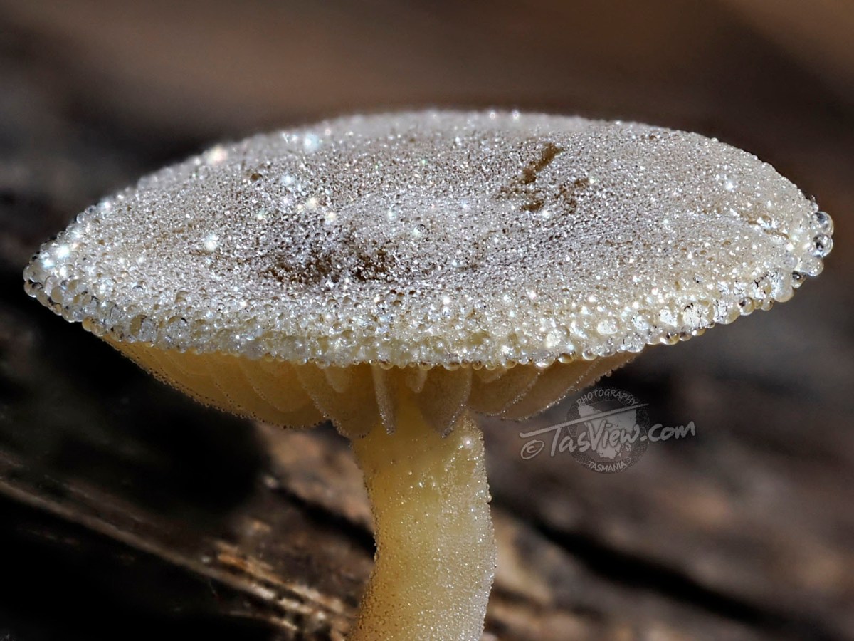 Surprise rare find – TasView