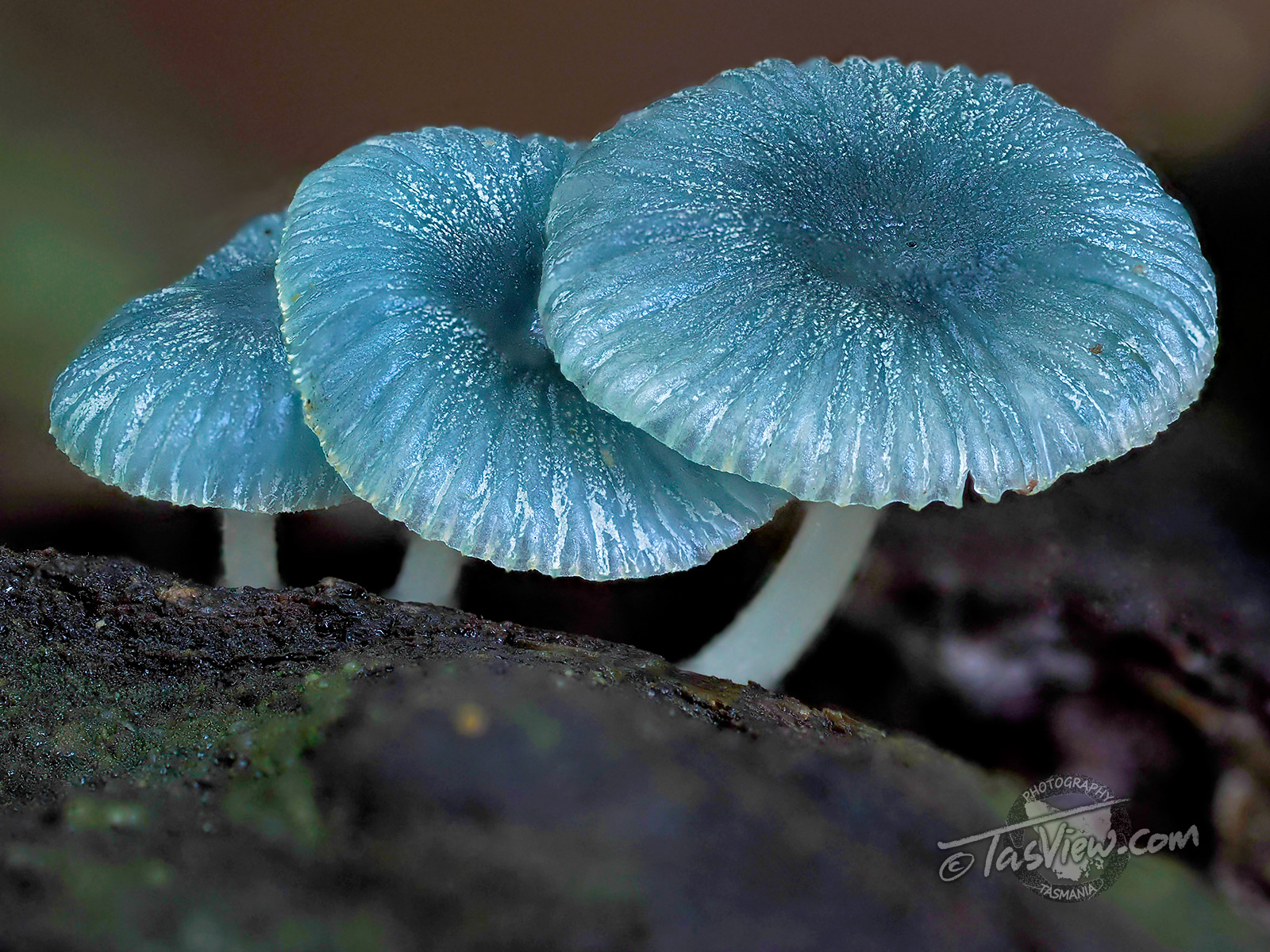 Perfect blue parasols – TasView