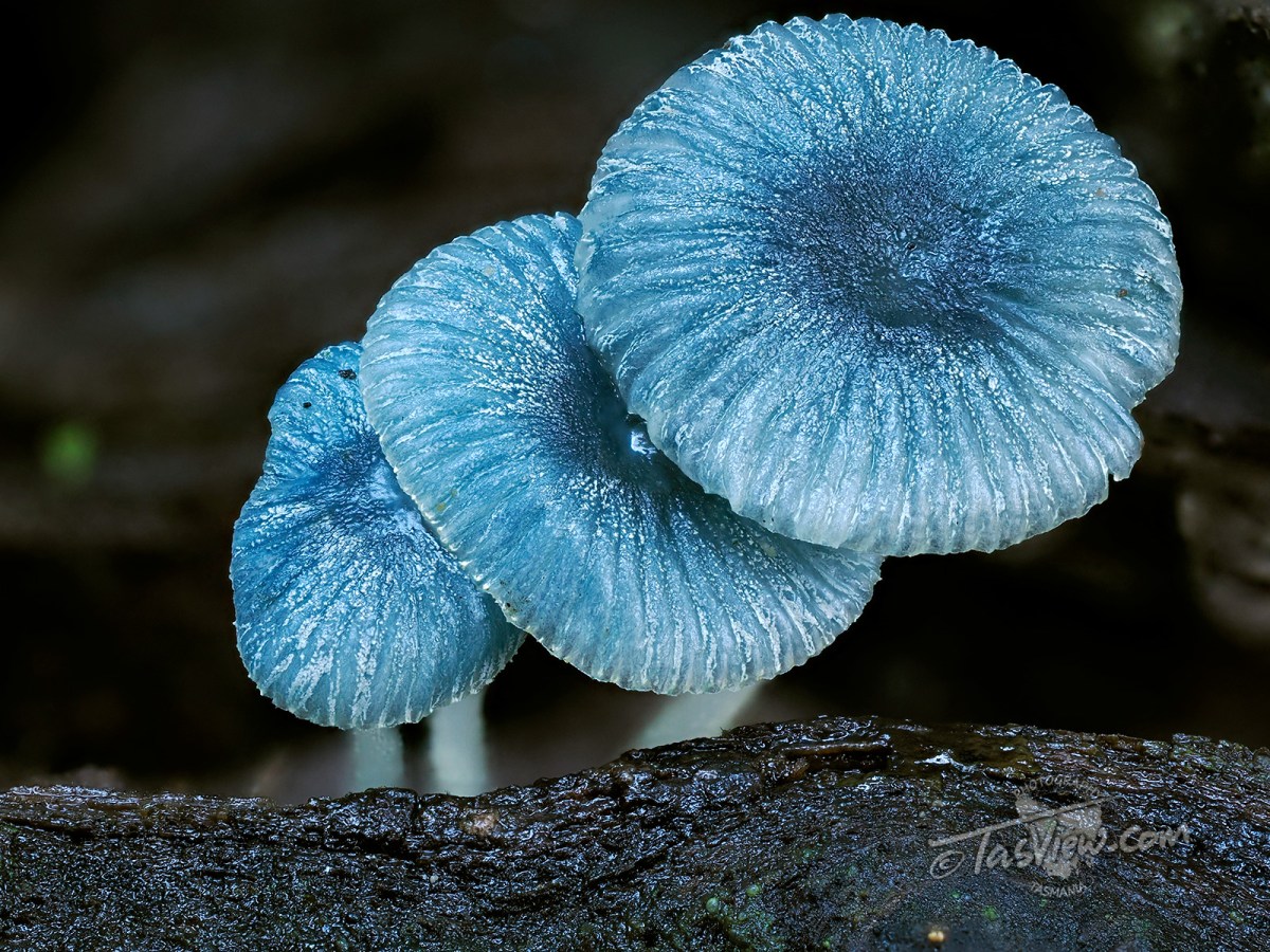 Perfect blue parasols – TasView