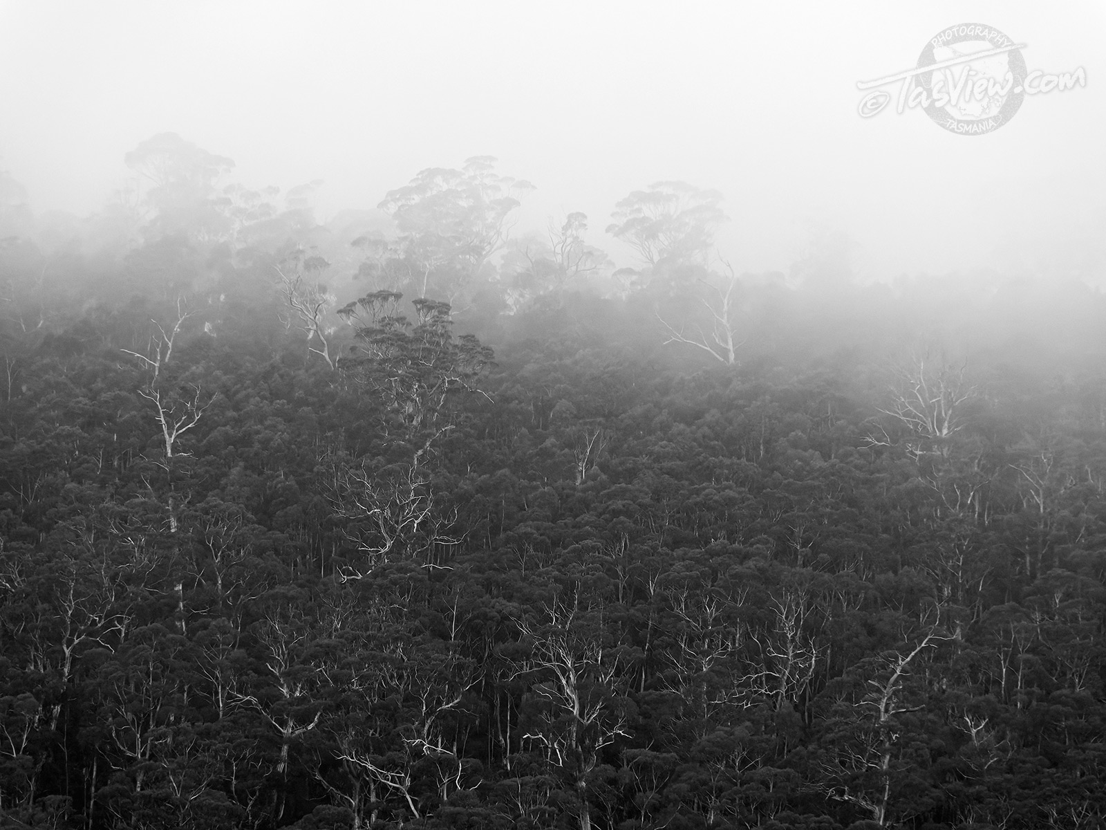 Mountain mono magnified – TasView