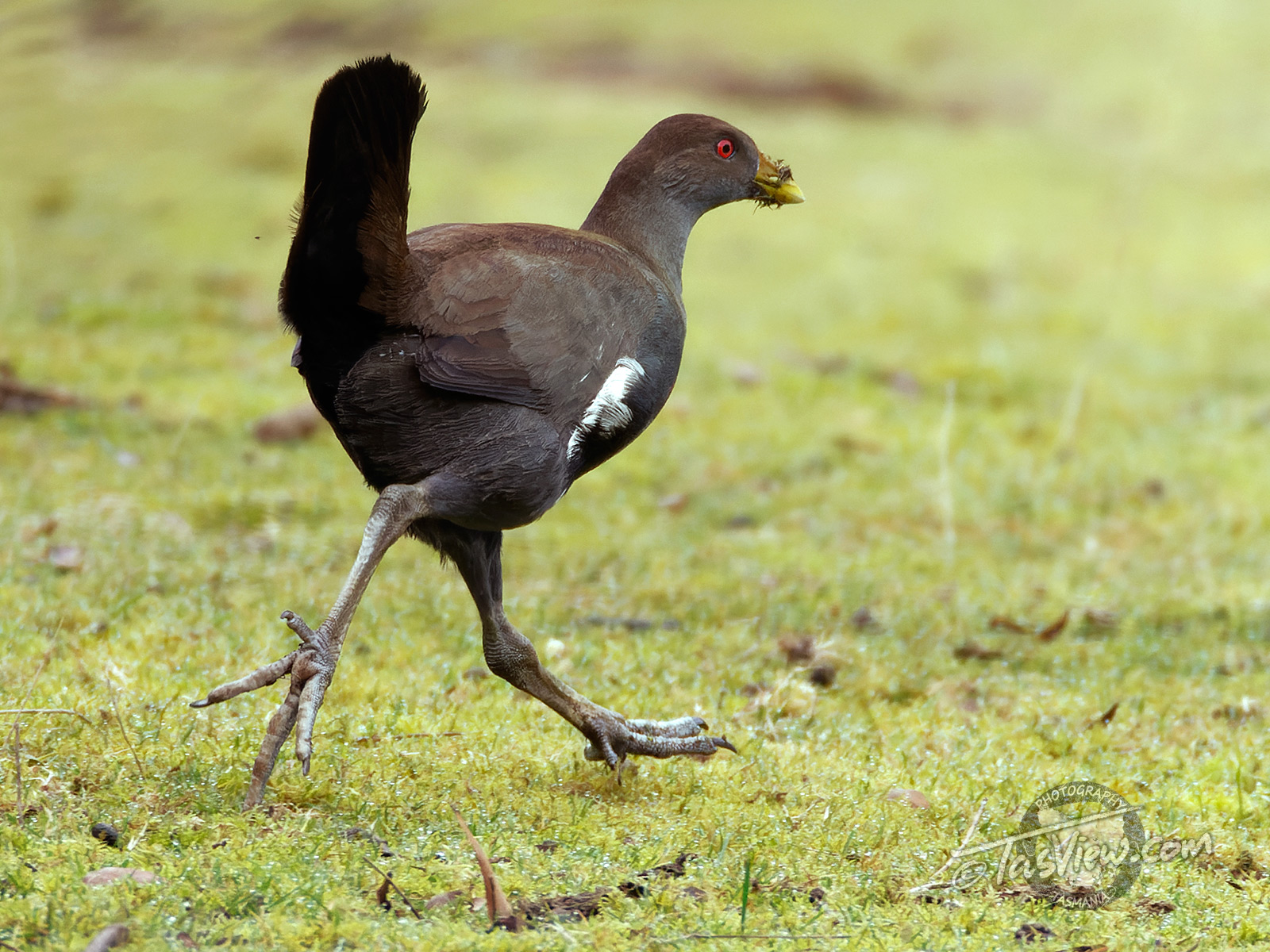 Turbo Chook – TasView