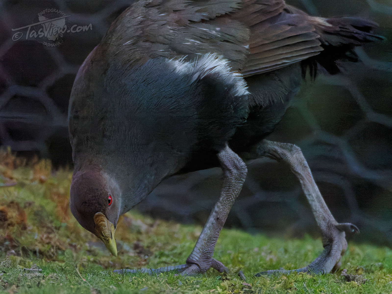 Turbo Chook – TasView