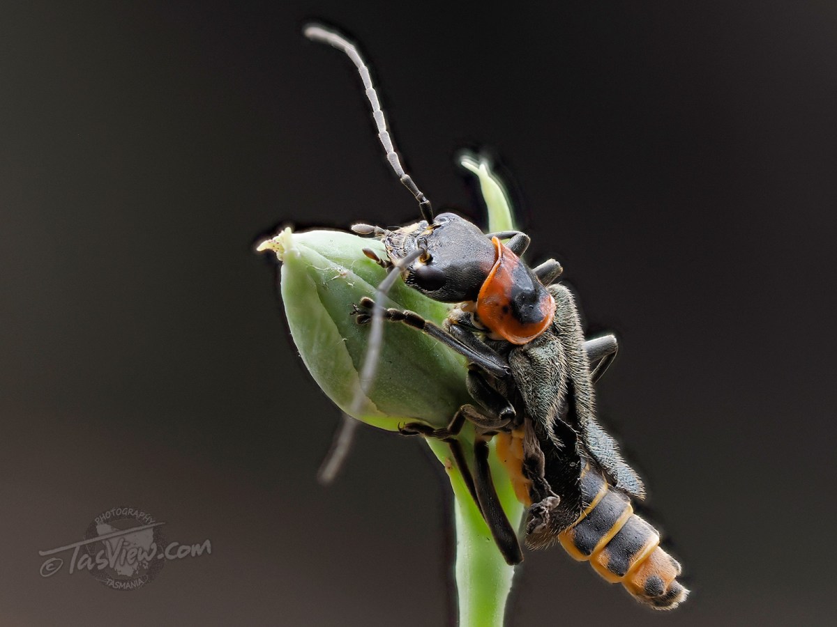 Bug on bearded friend – TasView