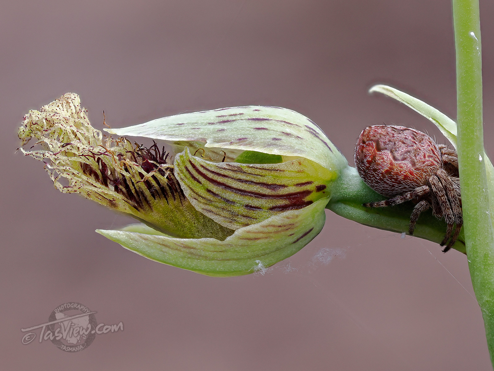 Orchid Spider – TasView