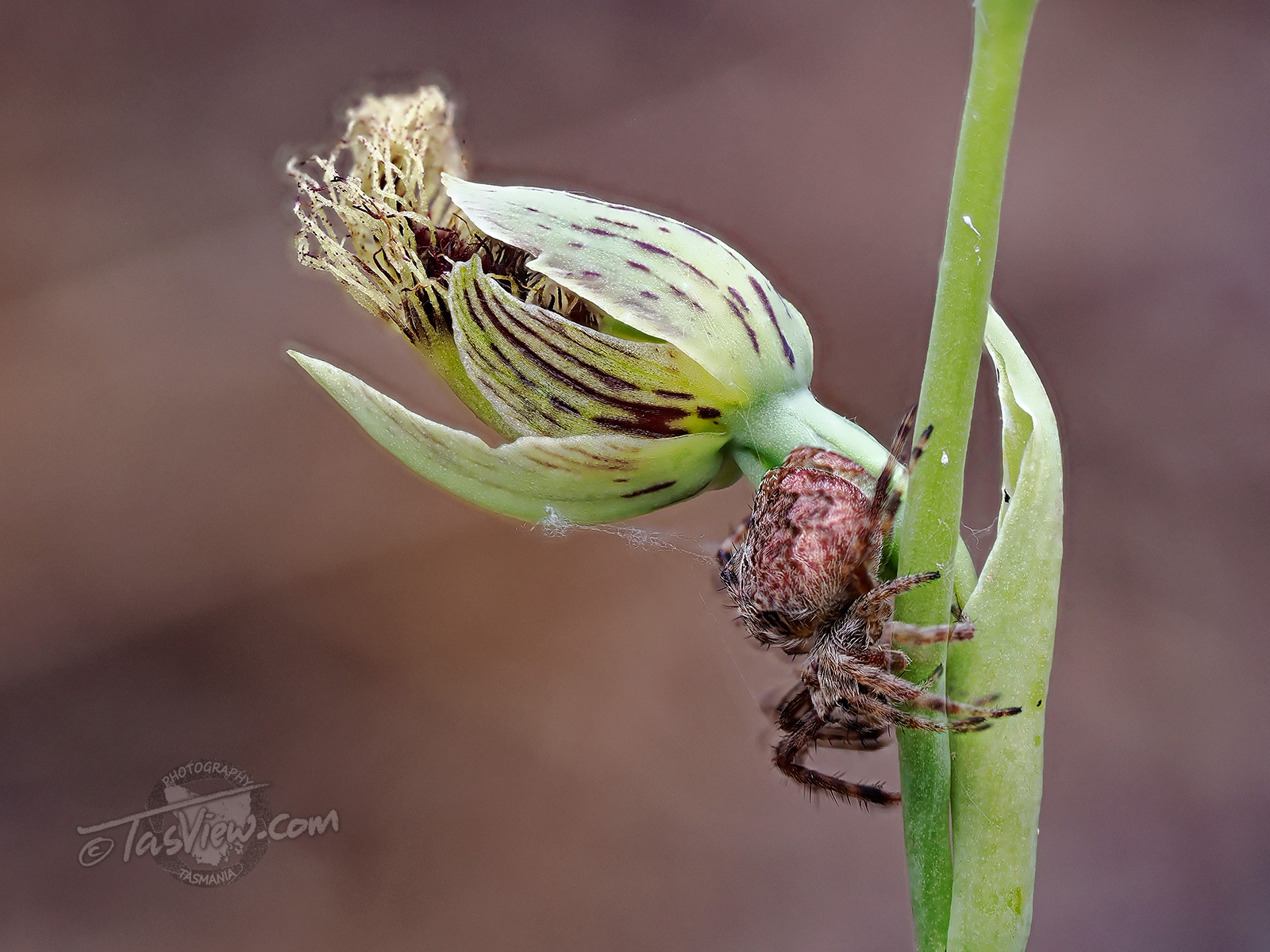 Orchid Spider – TasView