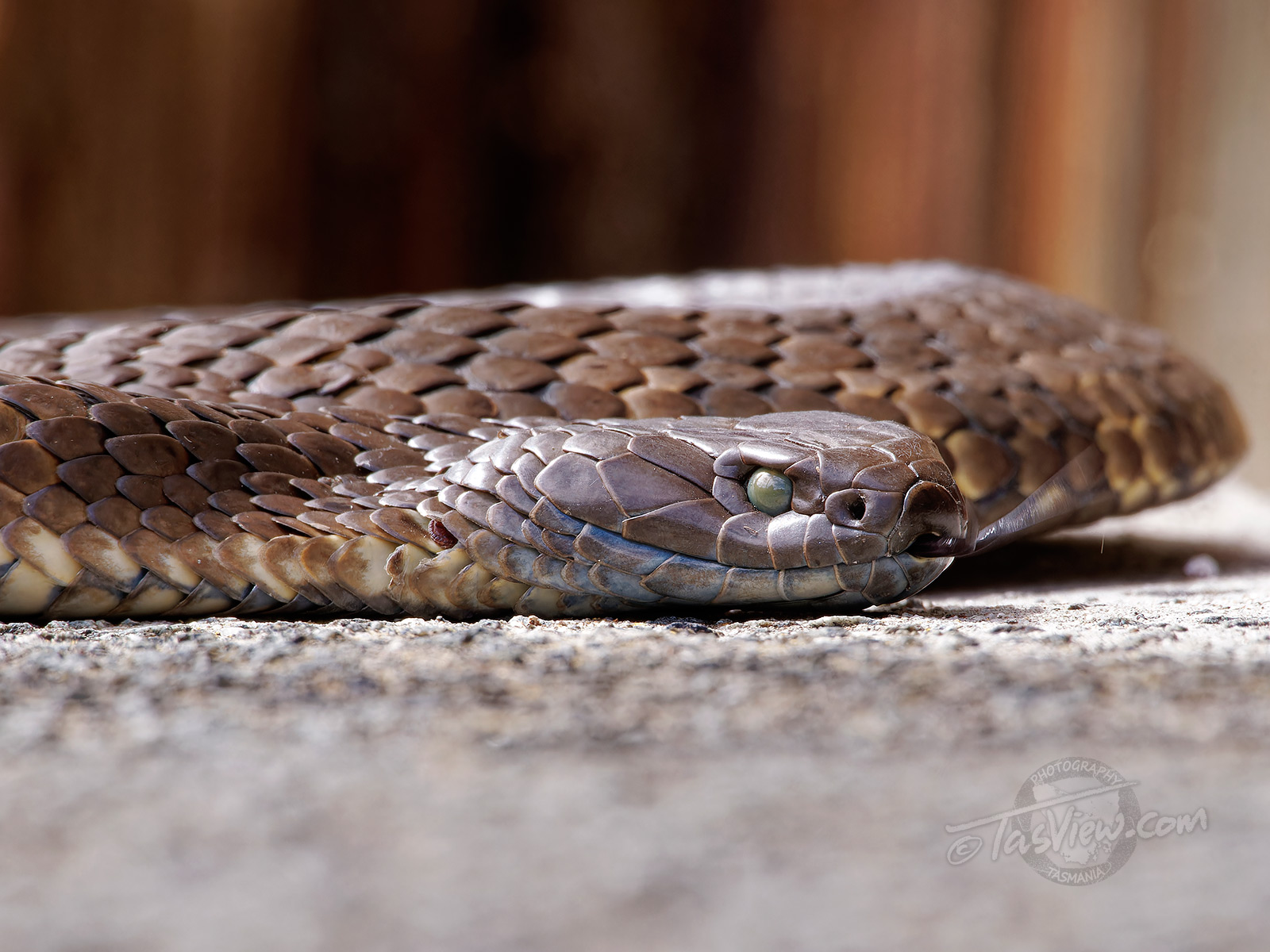 TasView – Tasmanian Photography, Australia.