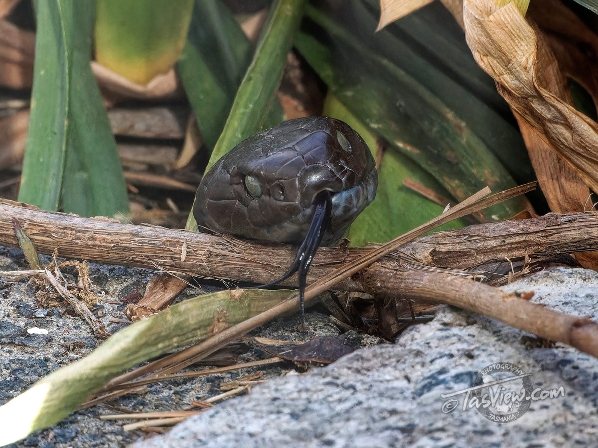 Wakey Snakey – TasView